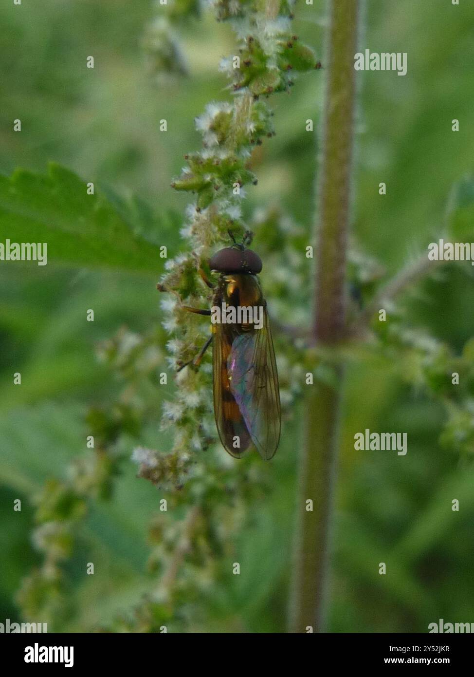 Sedgesitters (Platycheirus) Insecta Stock Photo - Alamy