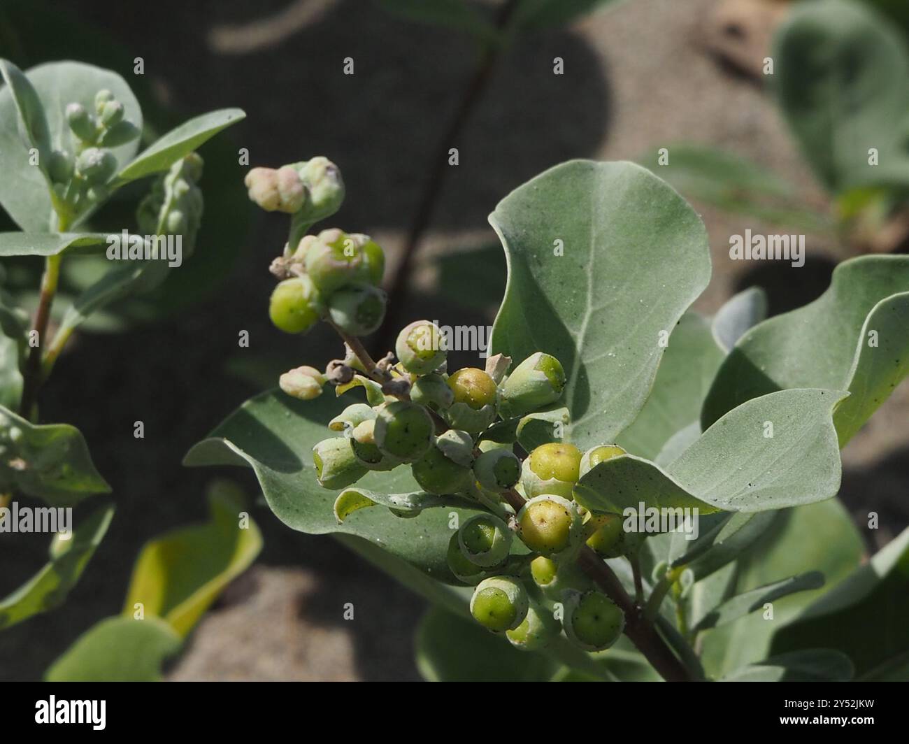 Beach Vitex (Vitex rotundifolia) Plantae Stock Photo - Alamy