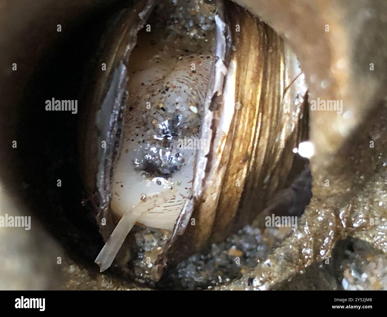 Piddocks and Angelwings (Pholadidae) Mollusca Stock Photo - Alamy