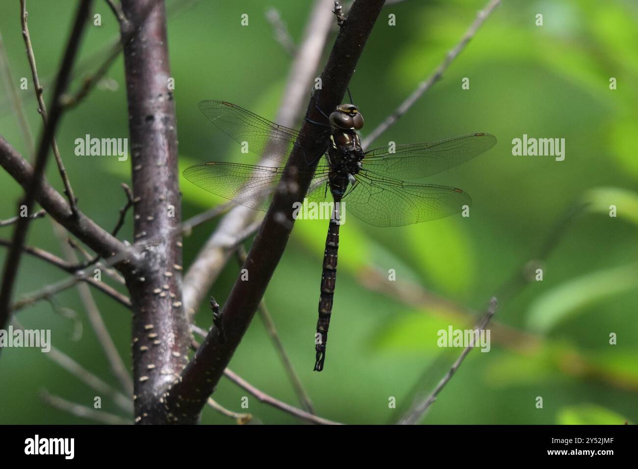 Shadow Darner (Aeshna umbrosa) Insecta Stock Photo - Alamy