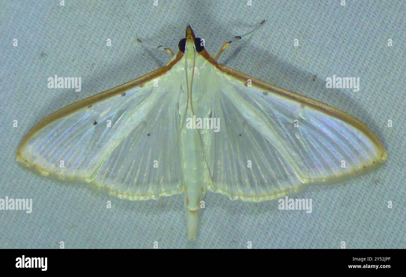 Four-spotted Palpita Moth (Palpita quadristigmalis) Insecta Stock Photo ...