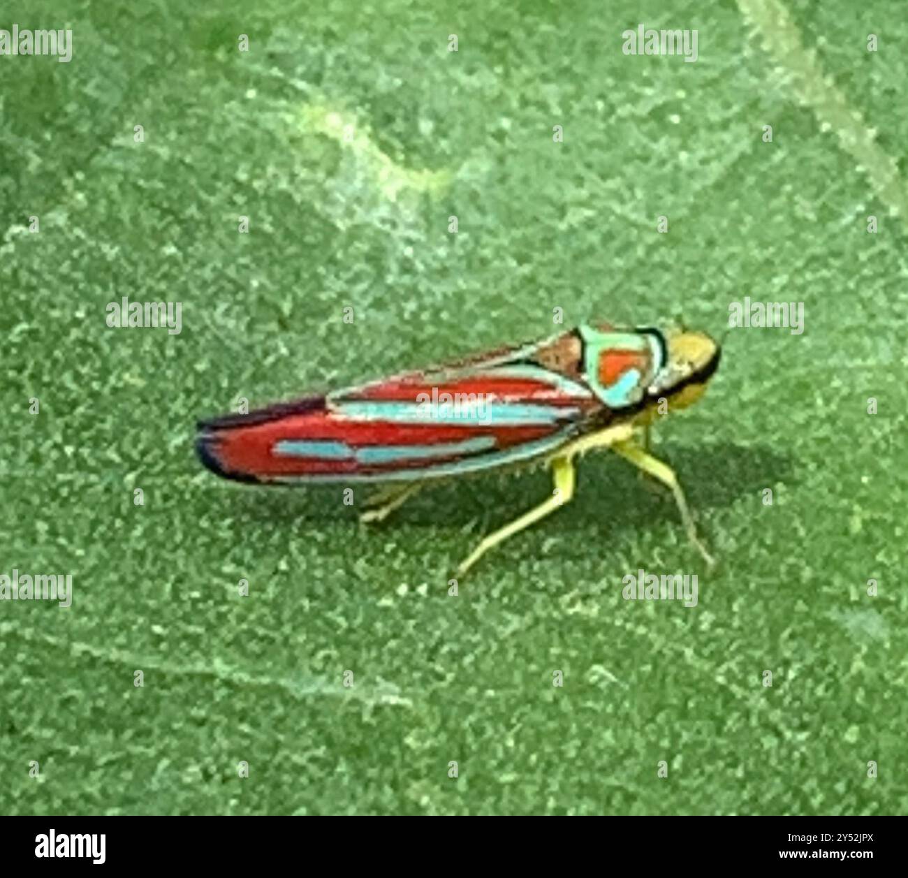Red-banded Leafhopper (Graphocephala coccinea) Insecta Stock Photo - Alamy