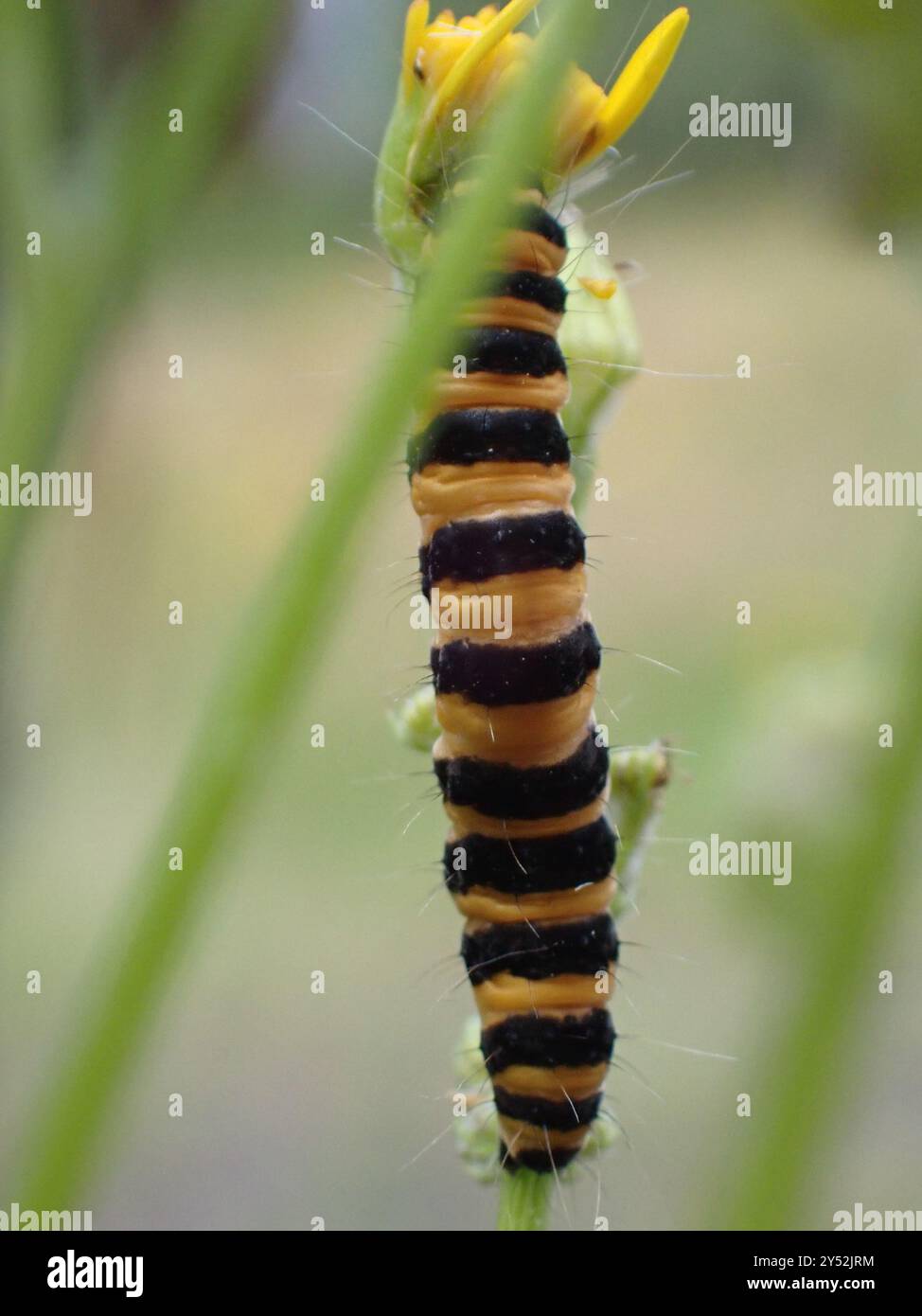 Cinnabar moth (Tyria jacobaeae) Insecta Stock Photo - Alamy