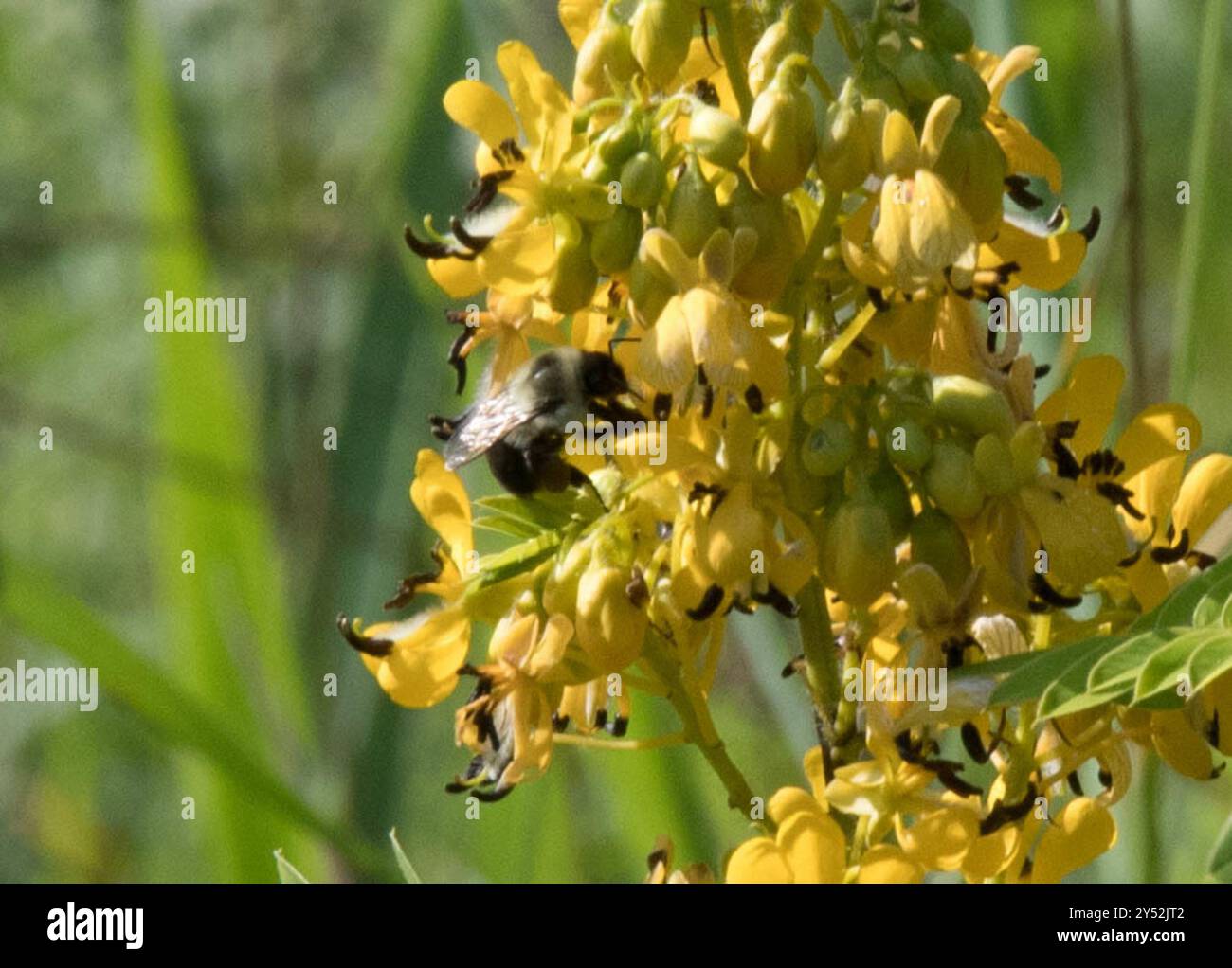 American senna (Senna hebecarpa) Plantae Stock Photo - Alamy