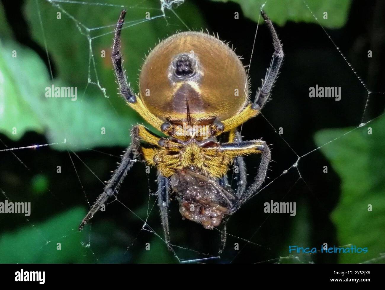 Tropical Orb Weaver (Eriophora fuliginea) Arachnida Stock Photo - Alamy