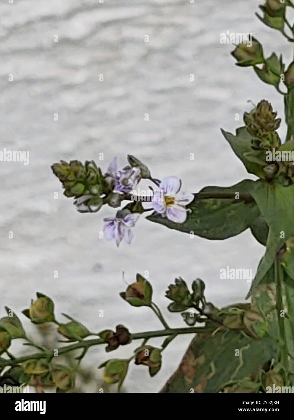 blue water-speedwell (Veronica anagallis-aquatica) Plantae Stock Photo ...
