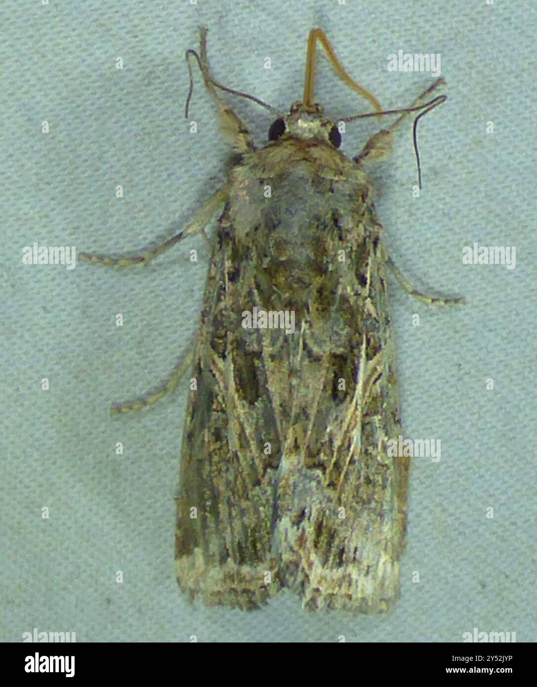 Yellow-striped Armyworm Moth (Spodoptera ornithogalli) Insecta Stock ...