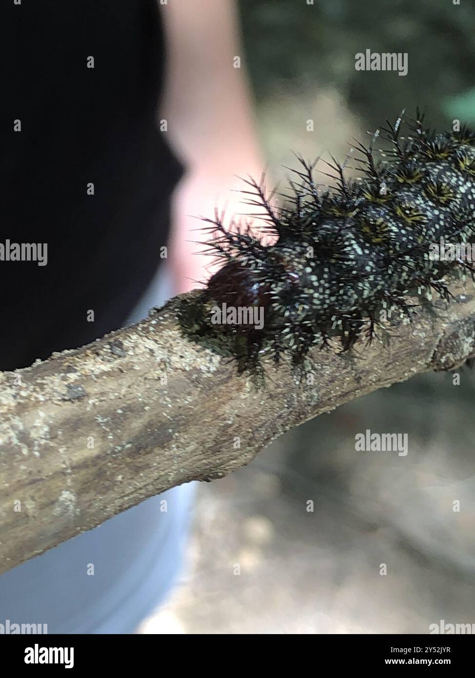 Buck Moth (Hemileuca maia) Insecta Stock Photo - Alamy