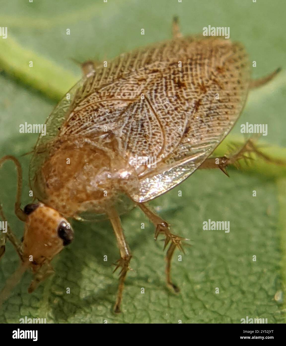 Tawny Cockroach (Ectobius pallidus) Insecta Stock Photo - Alamy