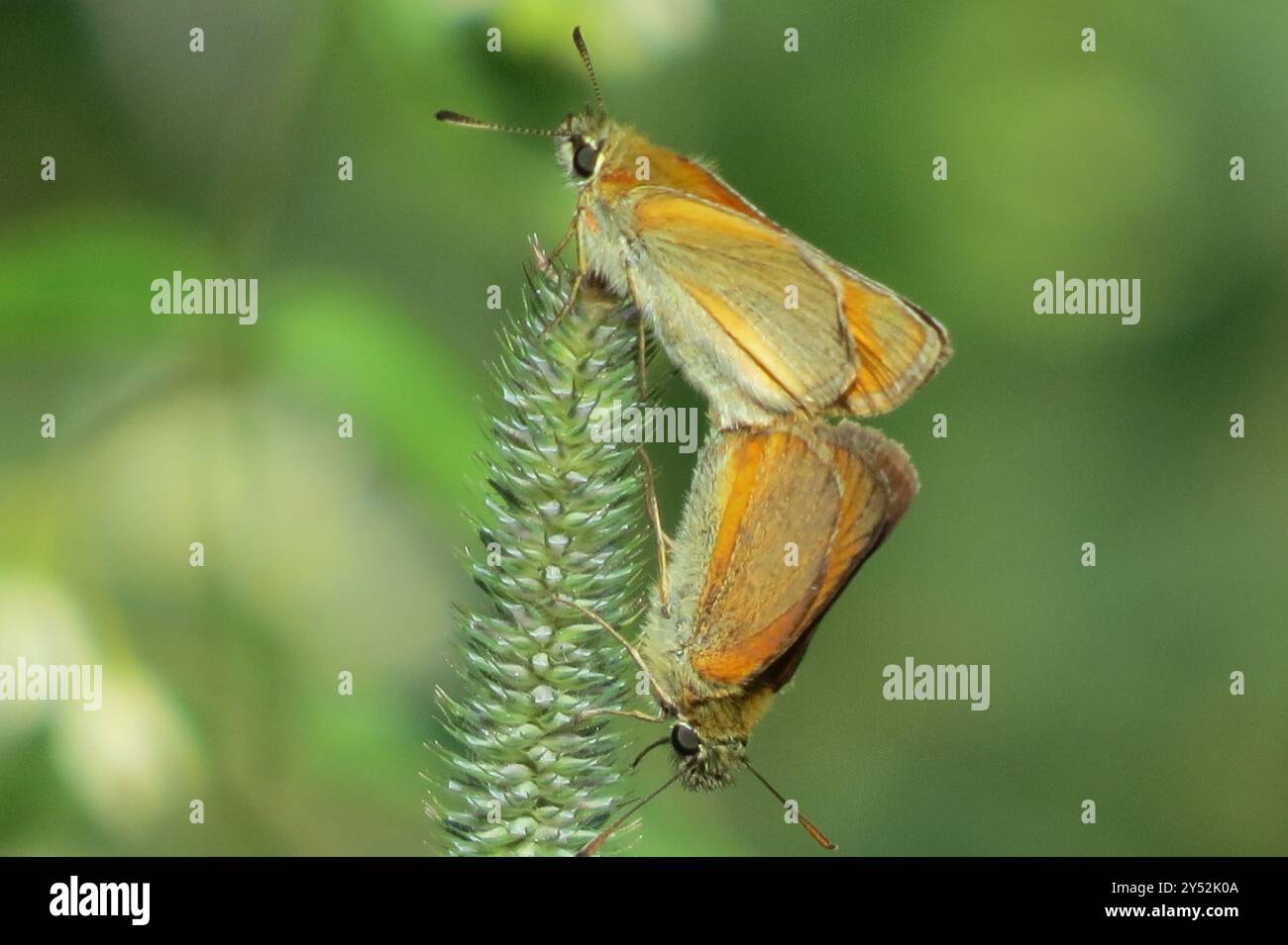 Small Skipper (Thymelicus sylvestris) Insecta Stock Photo - Alamy