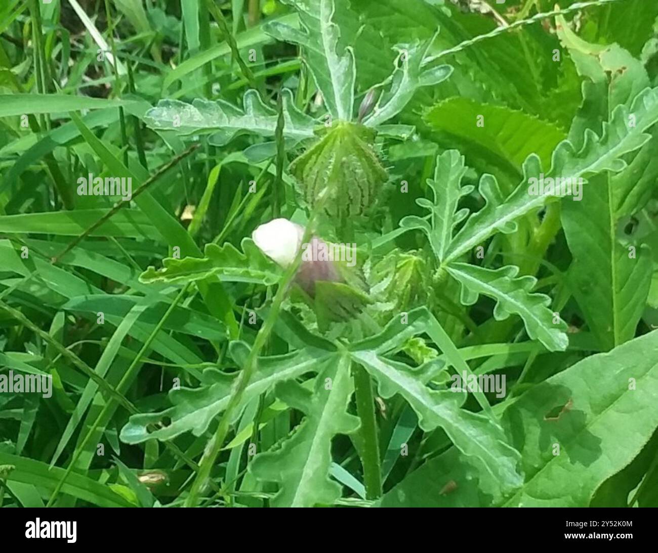 flower-of-an-hour (Hibiscus trionum) Plantae Stock Photo - Alamy