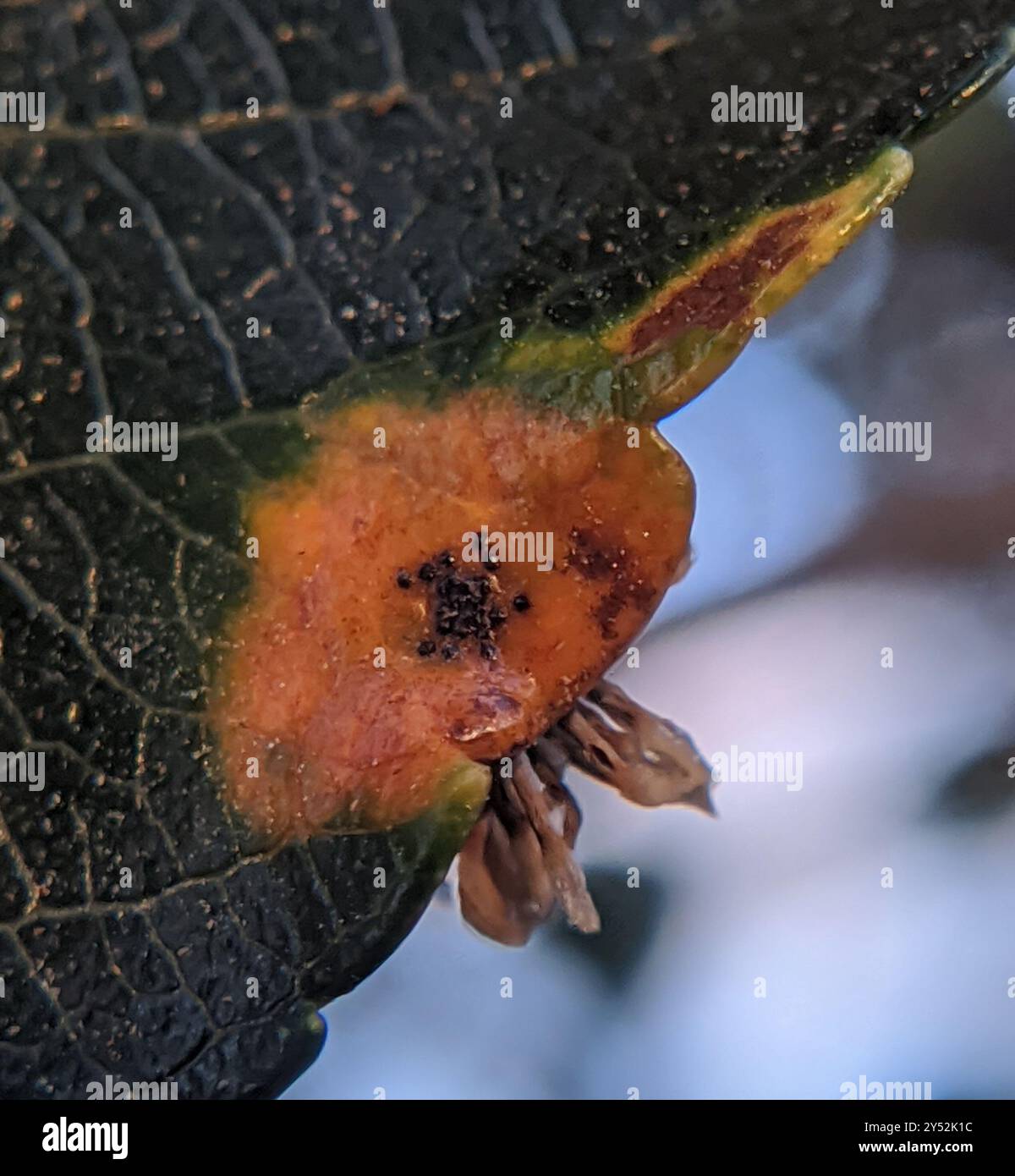 quince rust (Gymnosporangium clavipes) Fungi Stock Photo - Alamy