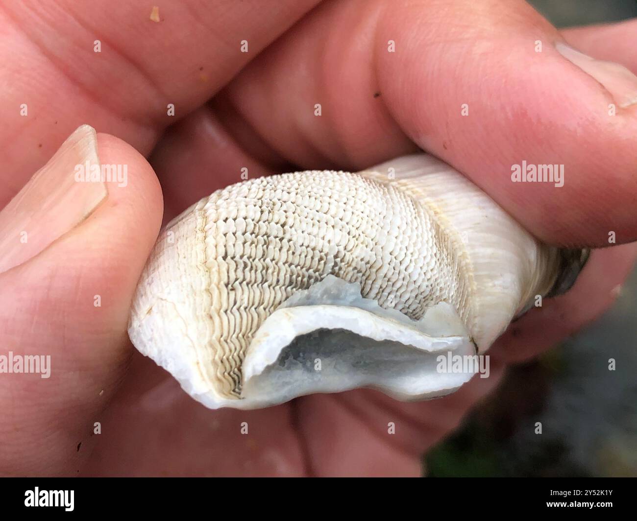 Scale-sided Piddock (Parapholas californica) Mollusca Stock Photo - Alamy