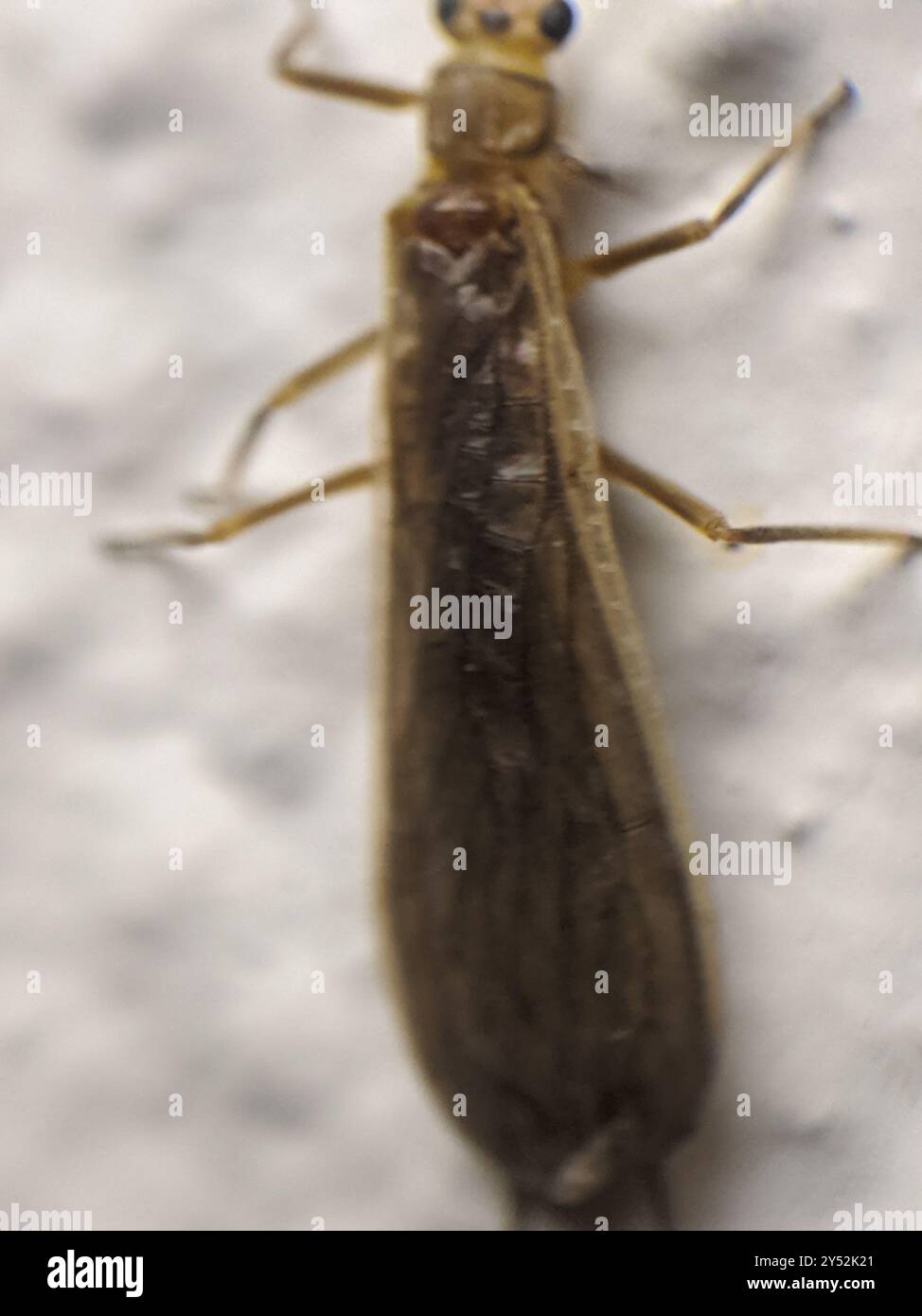 Common Stoneflies (Perlidae) Insecta Stock Photo - Alamy