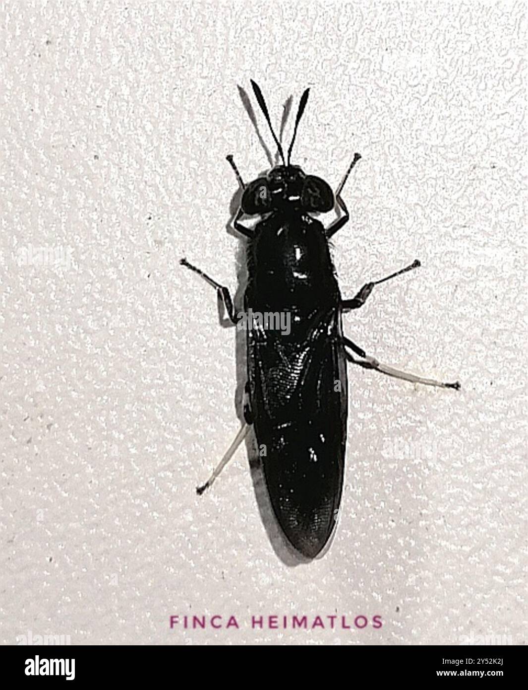 Black Soldier Fly (Hermetia illucens) Insecta Stock Photo - Alamy
