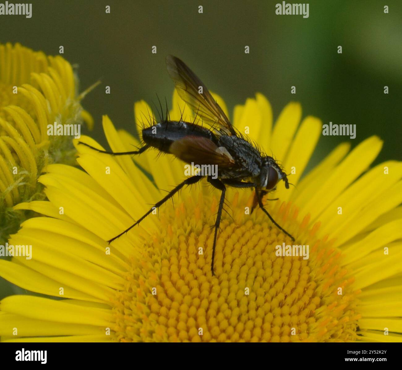 Red Spotted Parasite Fly (Eriothrix rufomaculata) Insecta Stock Photo ...