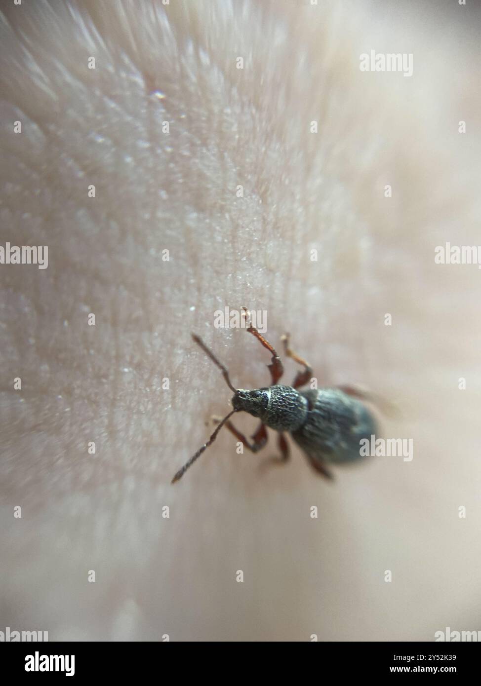 Strawberry Root Weevil (Otiorhynchus ovatus) Insecta Stock Photo - Alamy