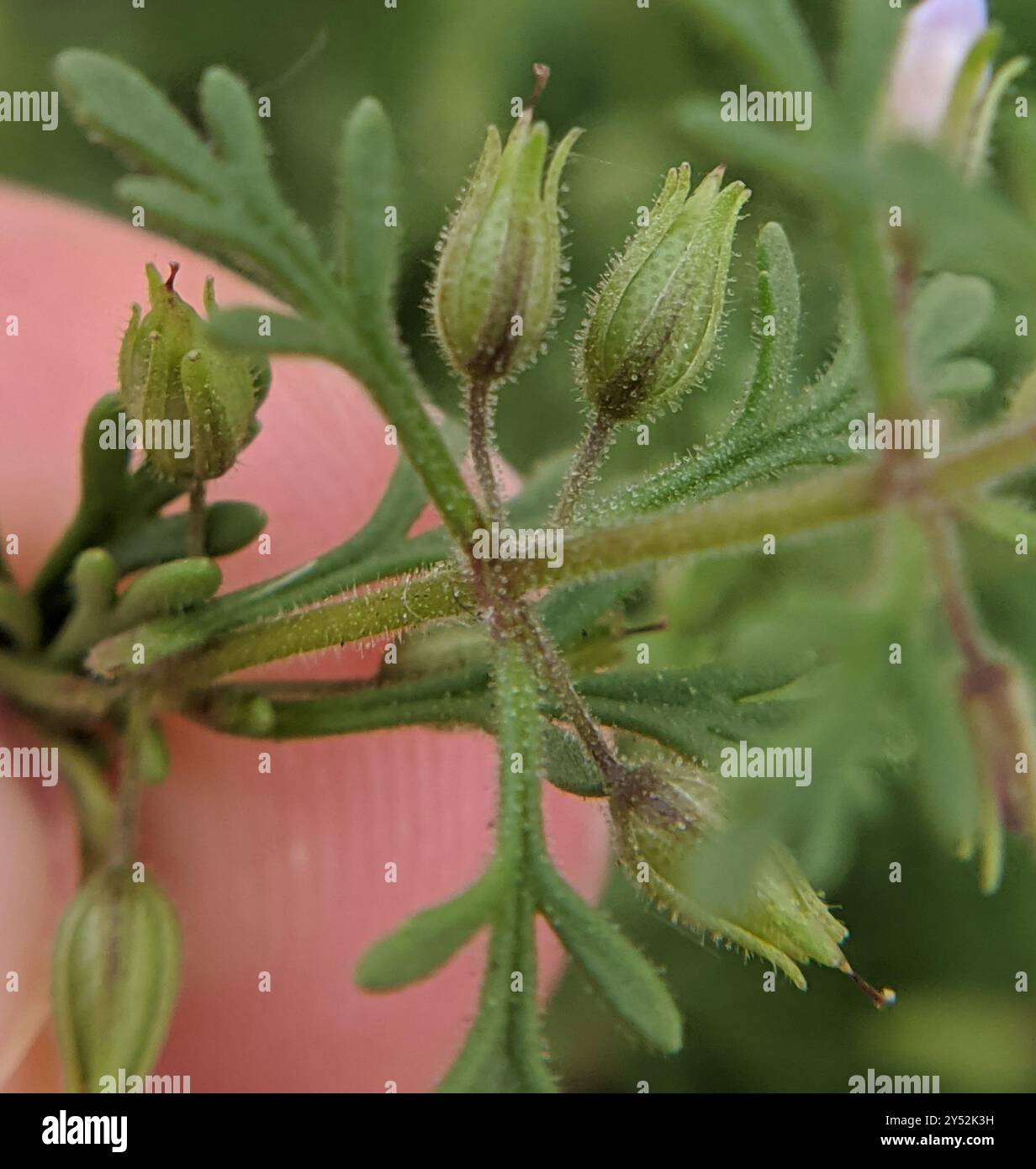 Obi-Wan conobea (Leucospora multifida) Plantae Stock Photo - Alamy