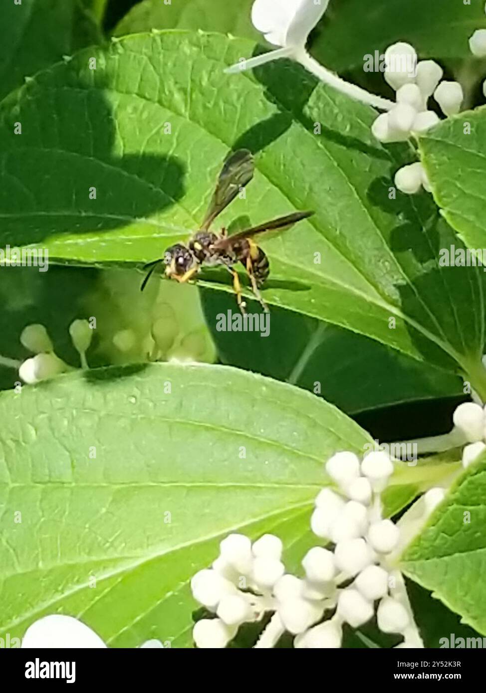 Square-headed Wasps, Sand Wasps, and Allies (Crabronidae) Insecta Stock ...