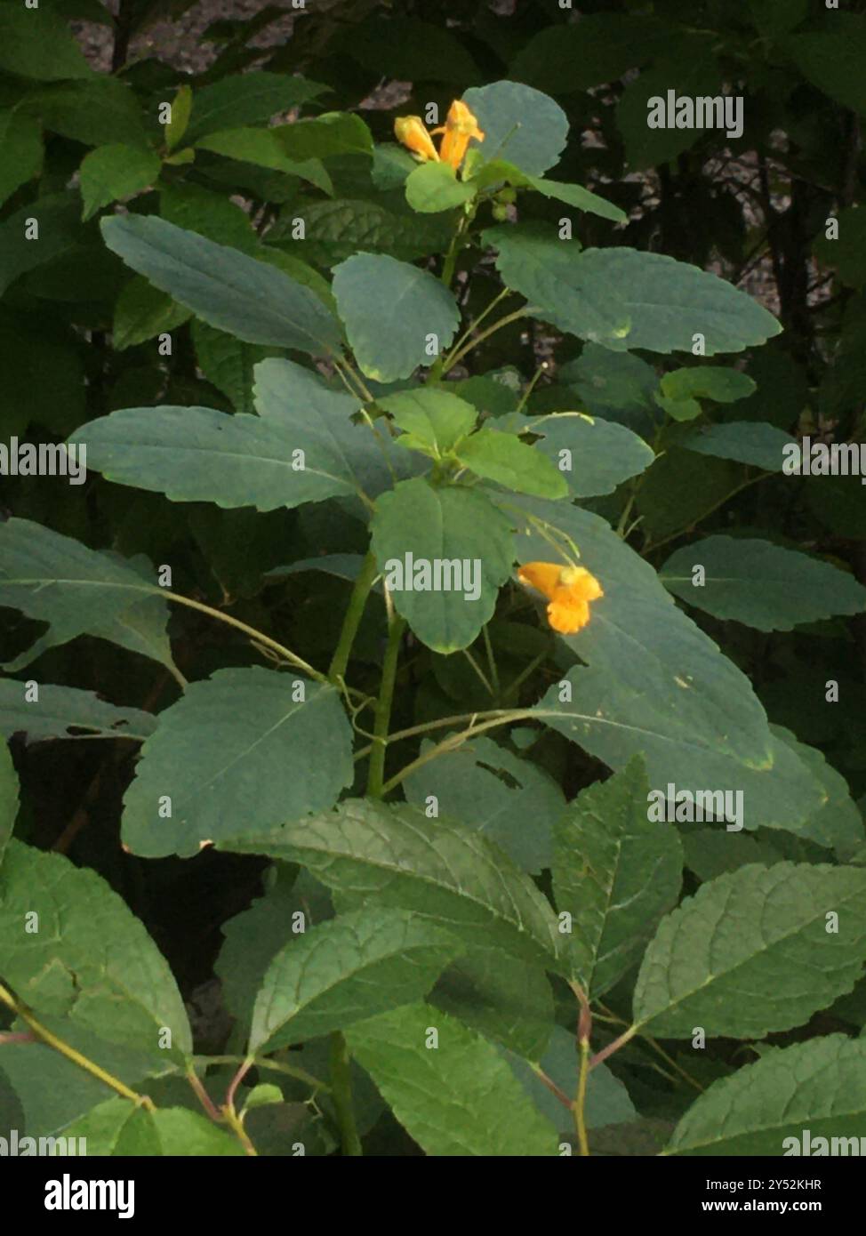 common jewelweed (Impatiens capensis) Plantae Stock Photo - Alamy