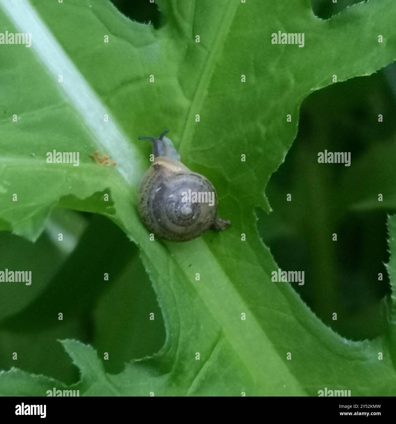 Gastropods (Gastropoda) Mollusca Stock Photo - Alamy
