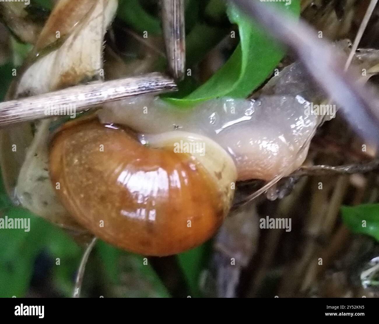 Gastropods (Gastropoda) Mollusca Stock Photo - Alamy