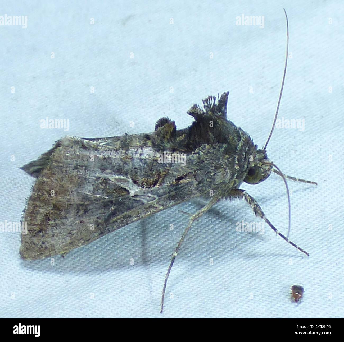 Sharp-stigma Looper Moth (Ctenoplusia oxygramma) Insecta Stock Photo ...