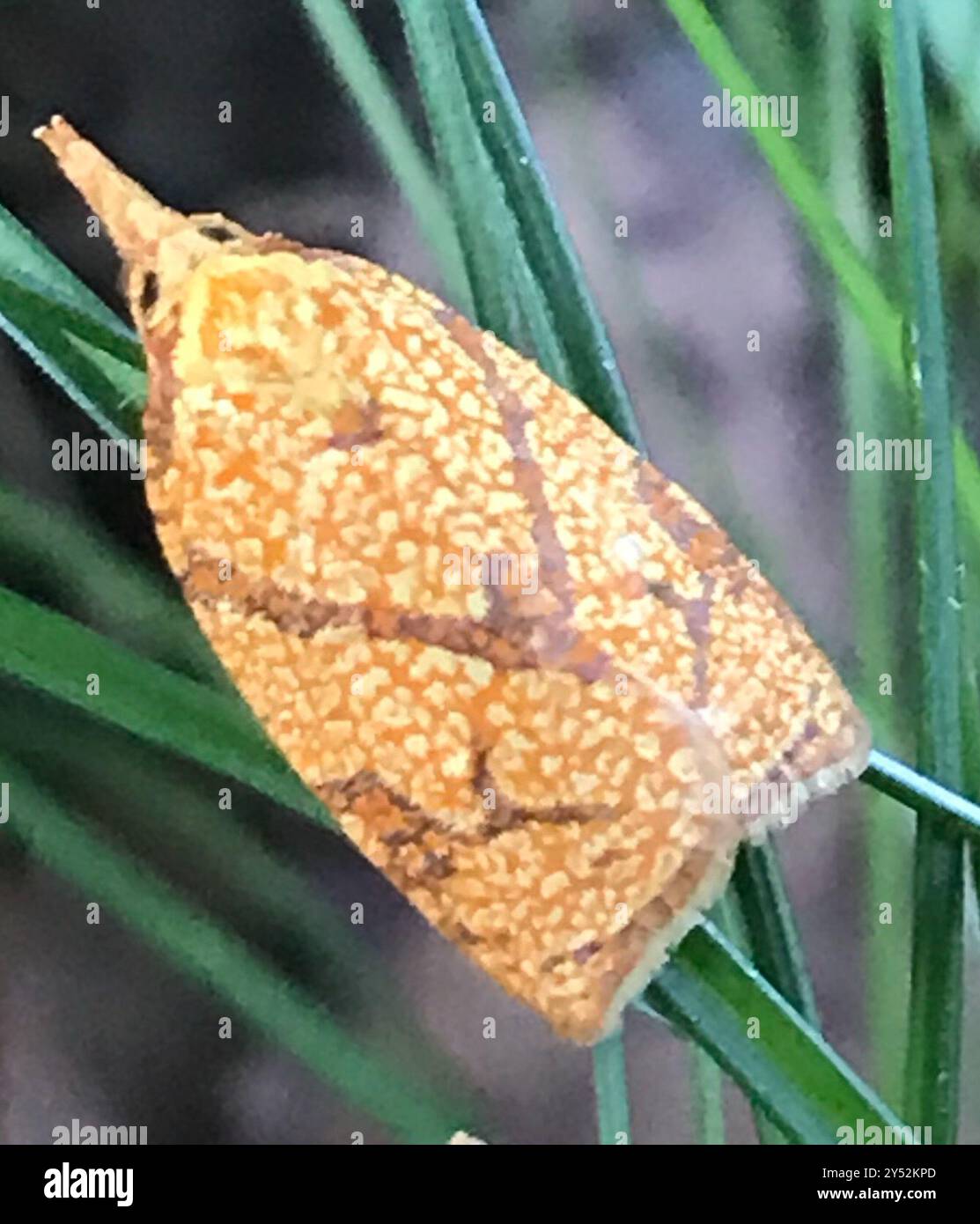 Reticulated Fruitworm Moth (Cenopis reticulatana) Insecta Stock Photo ...