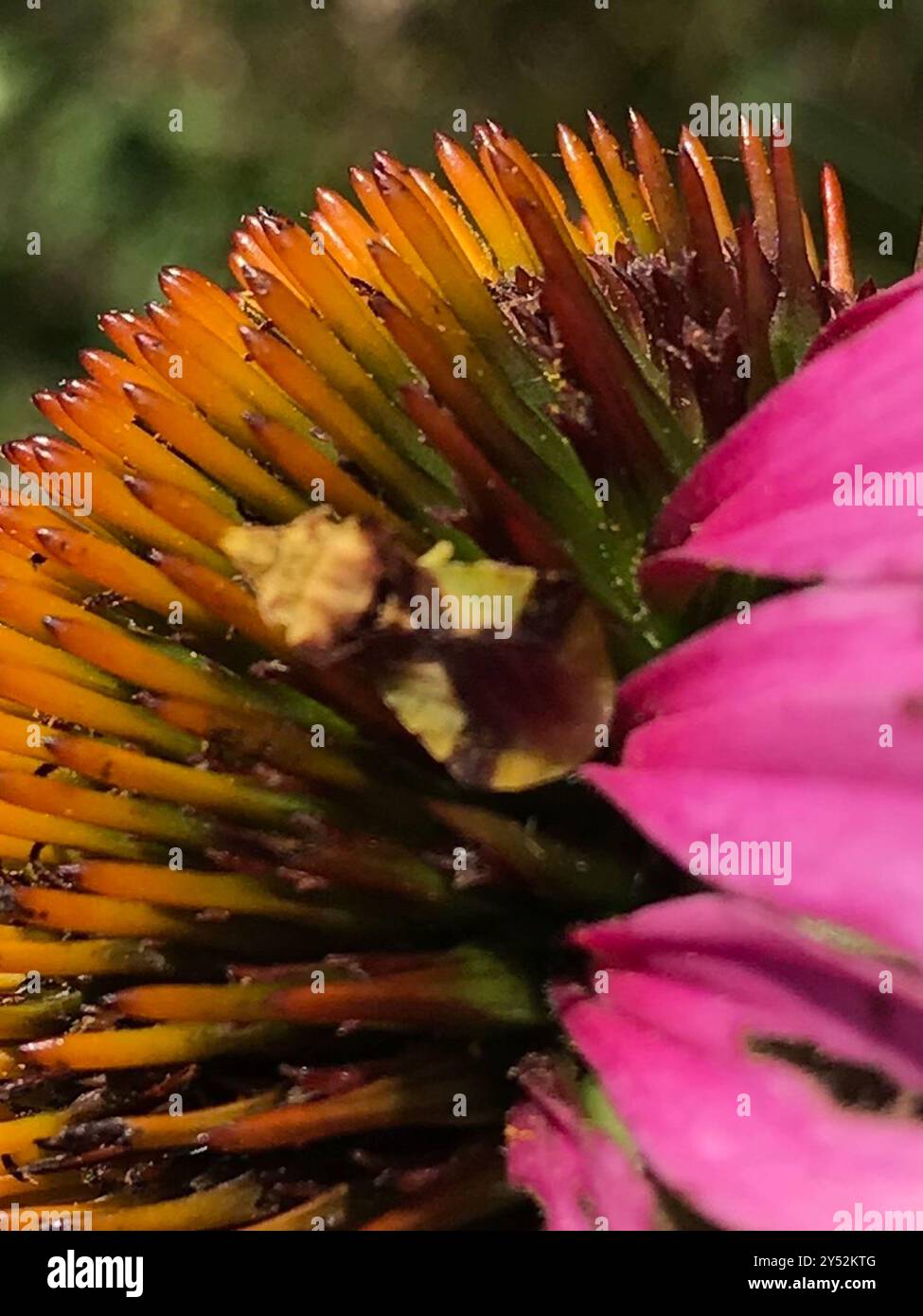 Jagged Ambush Bug (Phymata americana) Insecta Stock Photo - Alamy