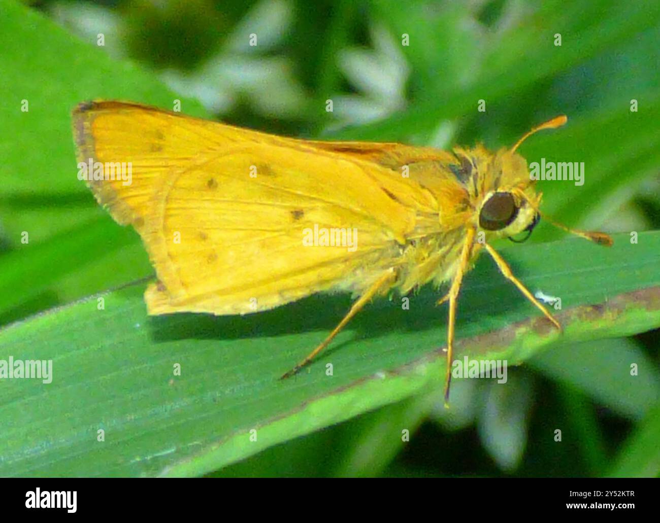 Fiery Skipper (Hylephila phyleus) Insecta Stock Photo - Alamy