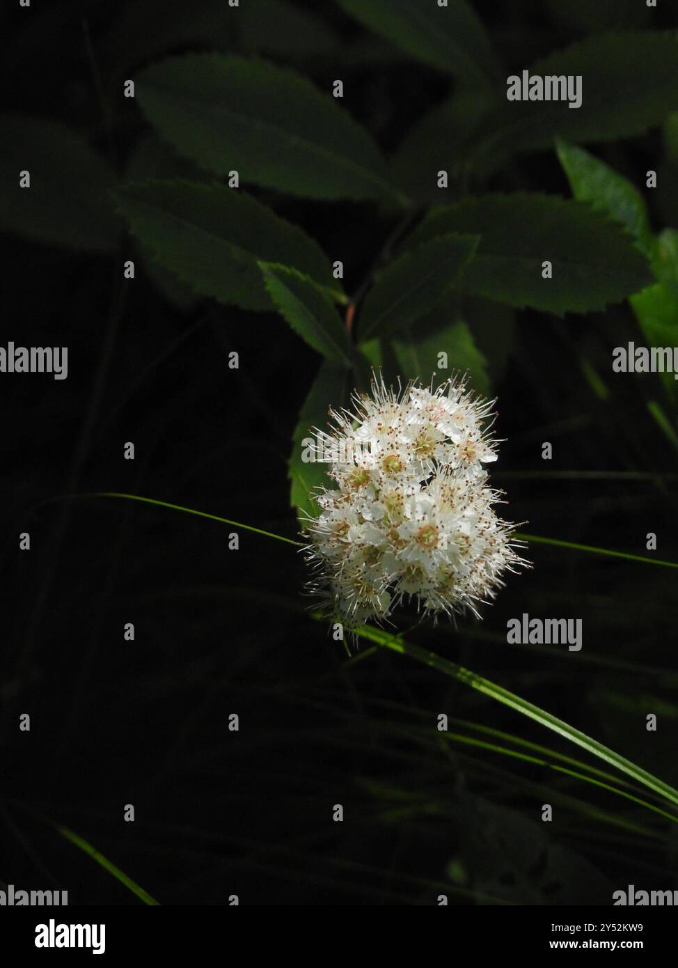white meadowsweet (Spiraea alba) Plantae Stock Photo - Alamy