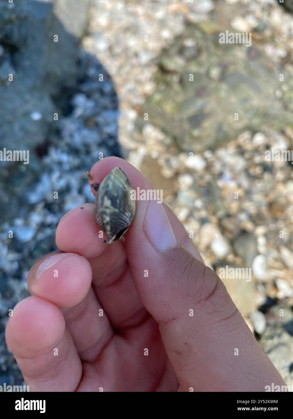 Japanese Littleneck (Ruditapes philippinarum) Mollusca Stock Photo - Alamy