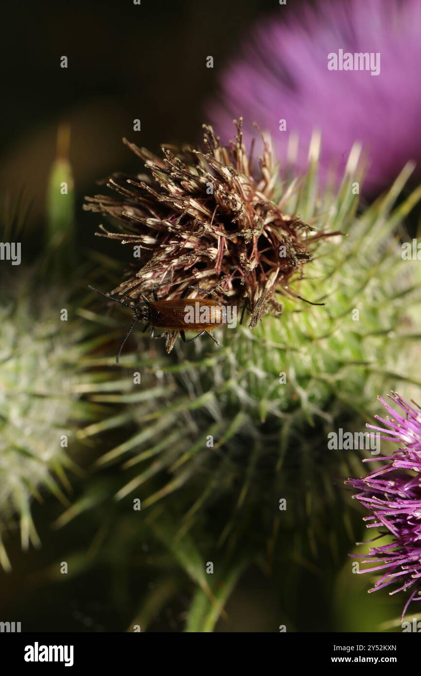 Rough-haired Lagria Beetle (Lagria hirta) Insecta Stock Photo - Alamy