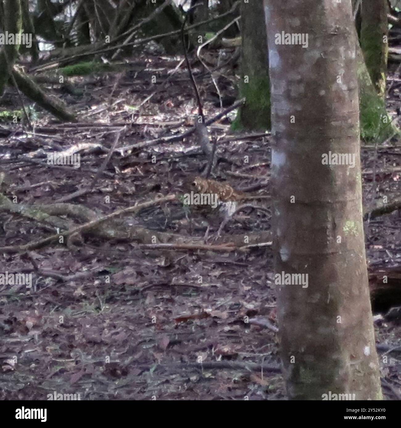 Bassian Thrush (Zoothera lunulata) Aves Stock Photo - Alamy