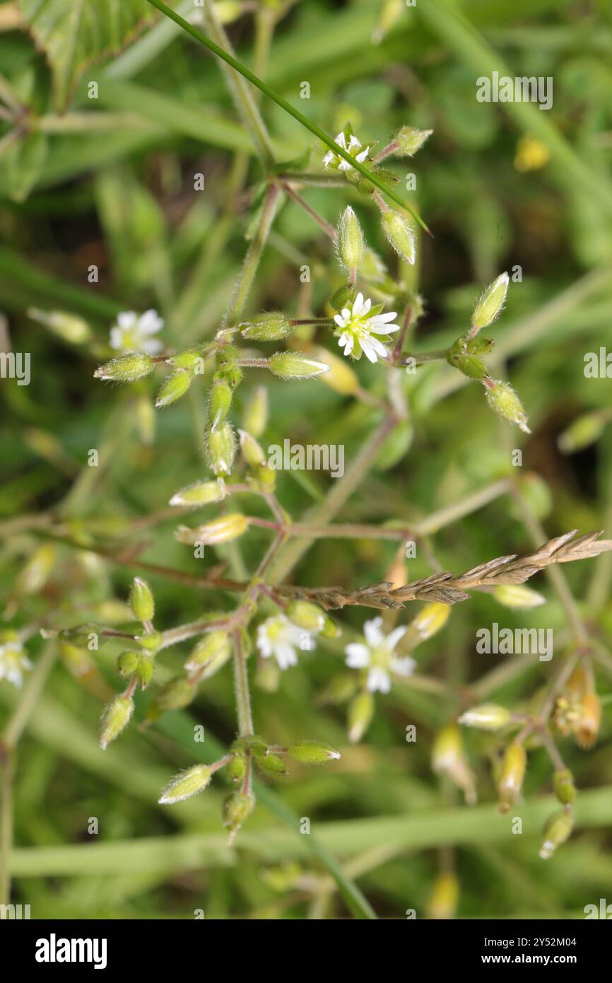 Sticky mouse-ear chickweed (Cerastium glomeratum) Plantae Stock Photo ...