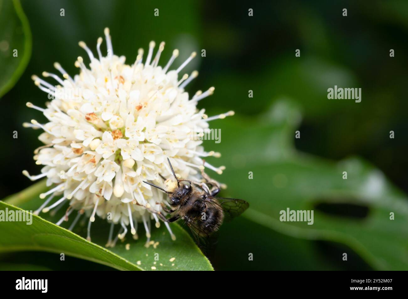 Orange-tipped Wood-digger (Anthophora terminalis) Insecta Stock Photo ...