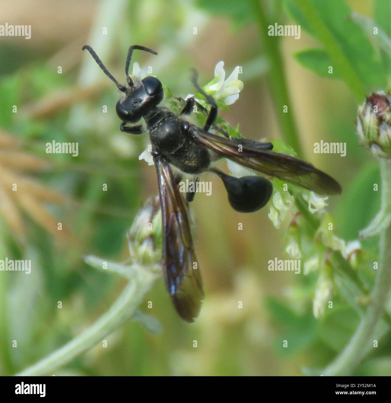 Mexican Grass-carrying Wasp (Isodontia mexicana) Insecta Stock Photo ...