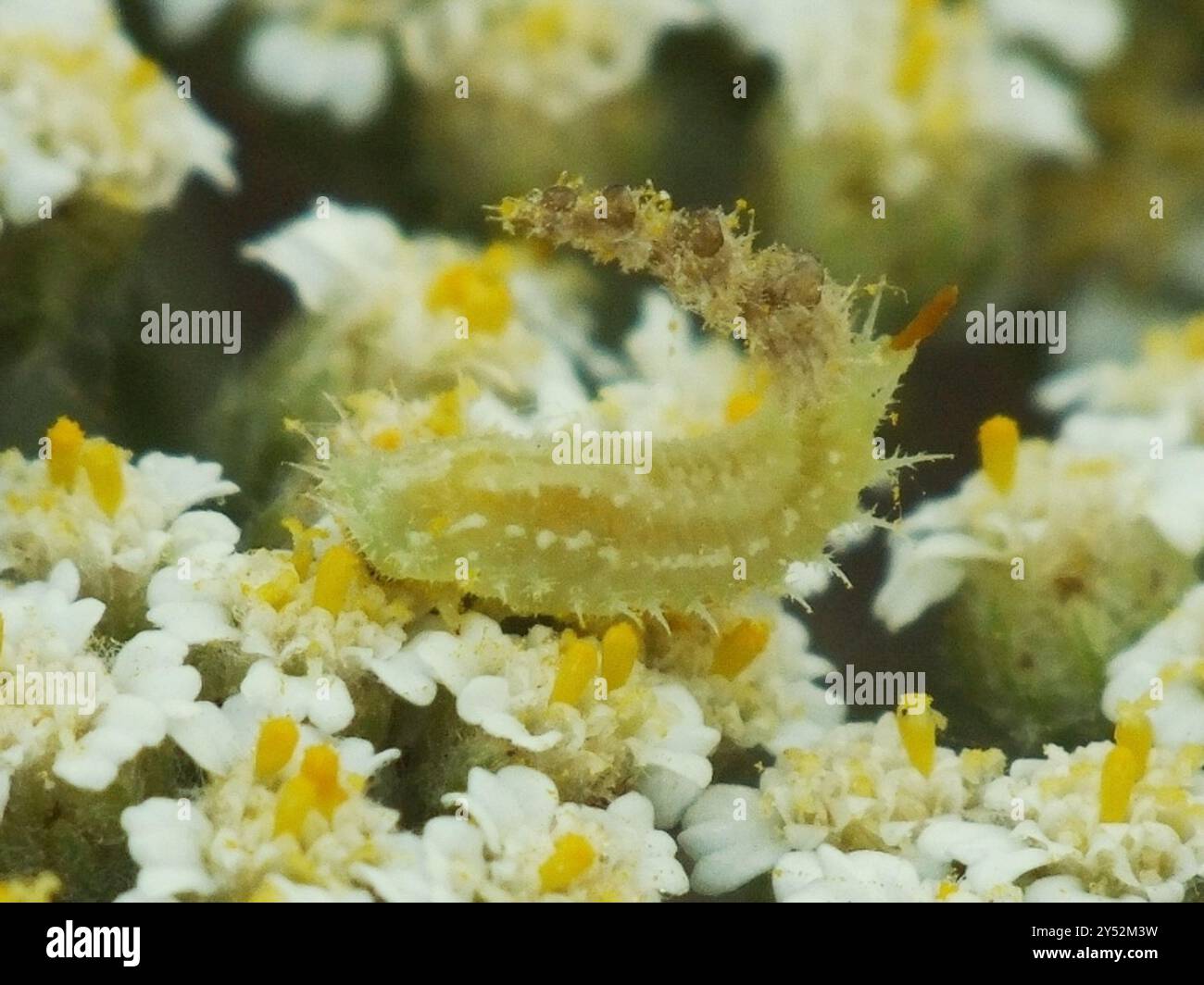 Tortoise and Hispine Beetles (Cassidinae) Insecta Stock Photo - Alamy