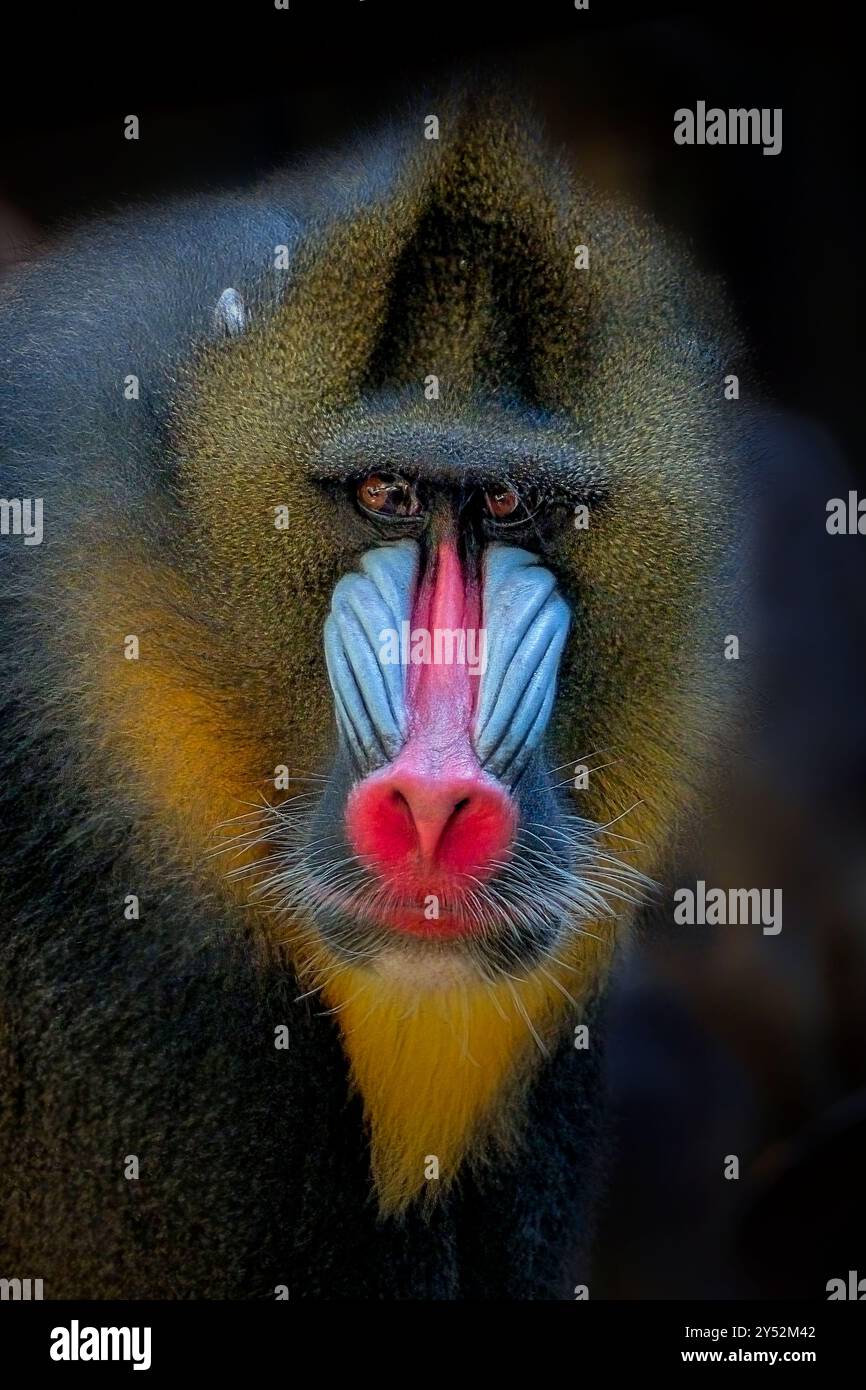 Close up shot of mandrill (Mandrillus sphinx) portrait Stock Photo - Alamy