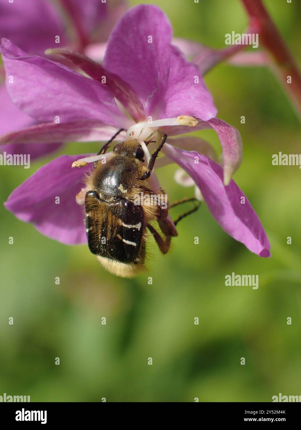 Bee-mimic Beetle (Trichiotinus assimilis) Insecta Stock Photo - Alamy