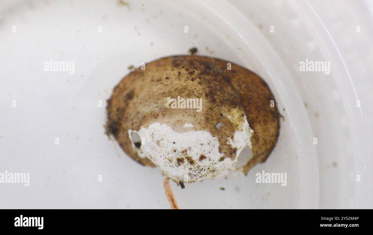 Musculium hi-res stock photography and images - Alamy