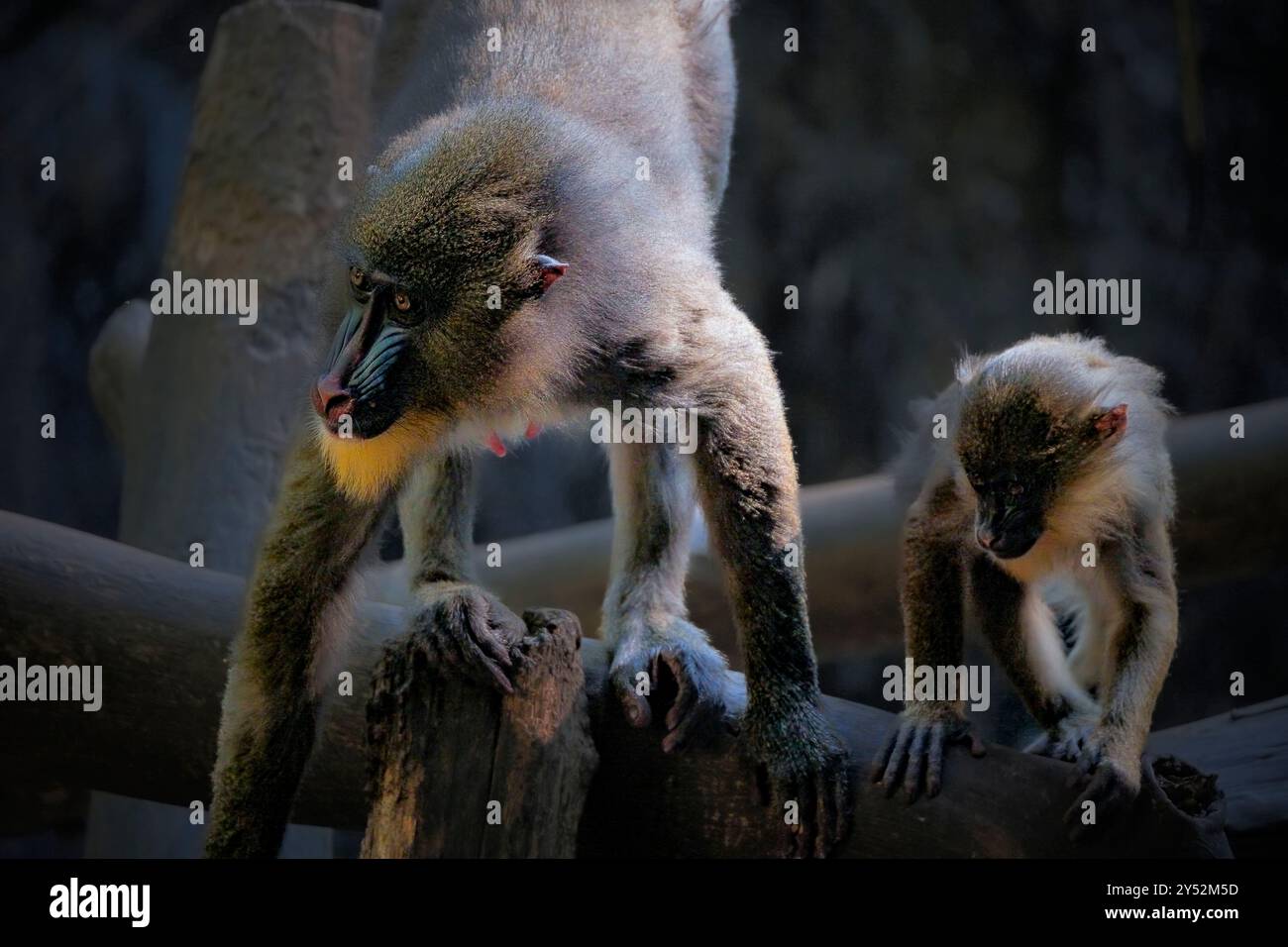 Close up shot of mandrill (Mandrillus sphinx) portrait Stock Photo - Alamy