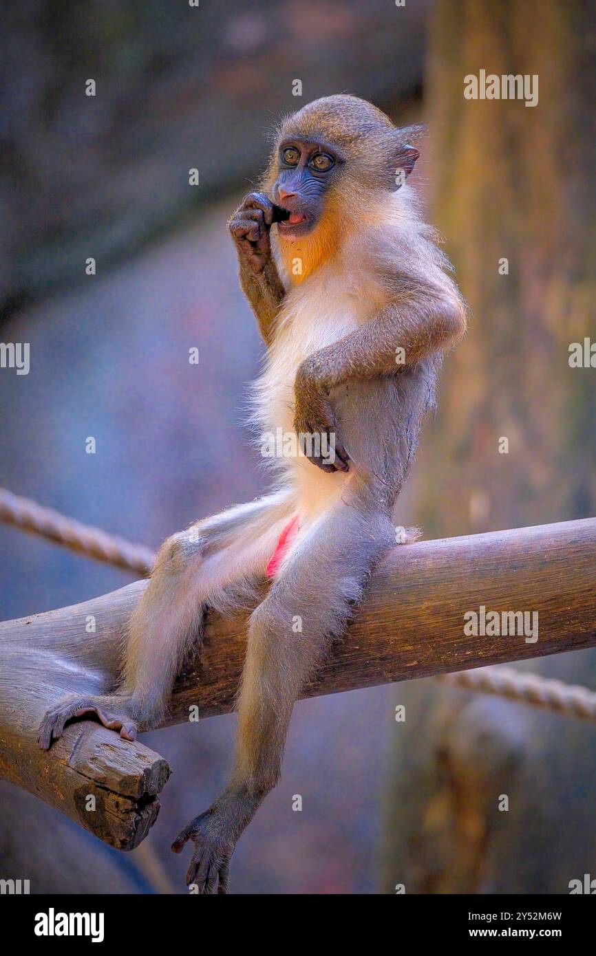 Close up shot of mandrill (Mandrillus sphinx) portrait Stock Photo - Alamy
