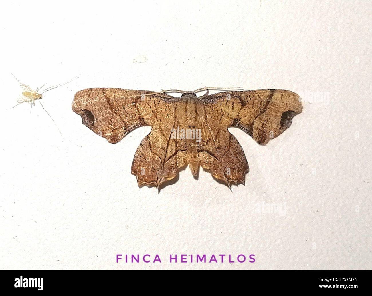 Scoopwing Moths (Epipleminae) Insecta Stock Photo - Alamy