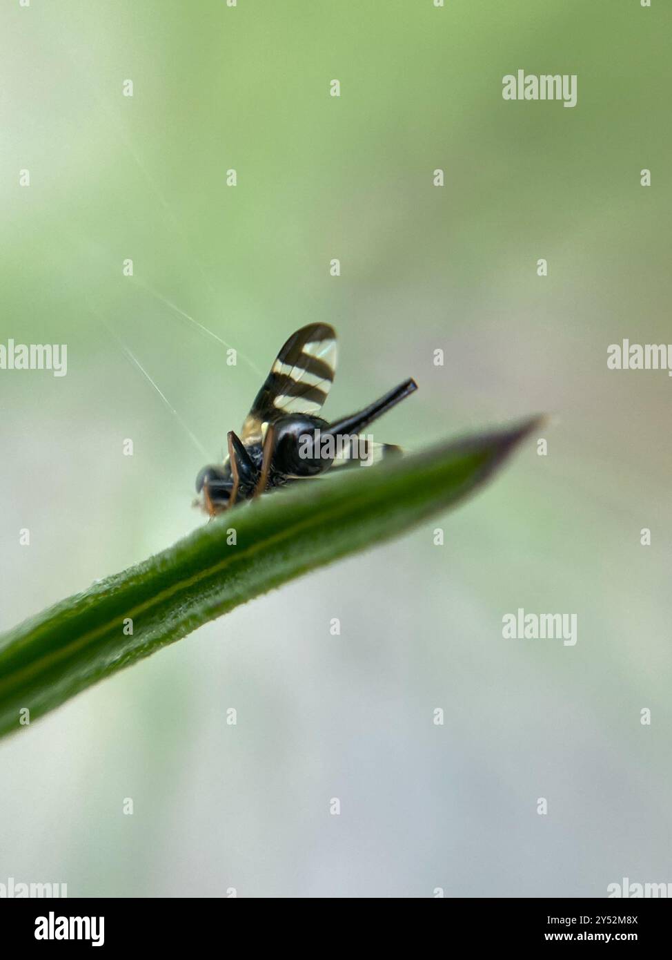Four-barred Knapweed Gall Fly (Urophora quadrifasciata) Insecta Stock ...