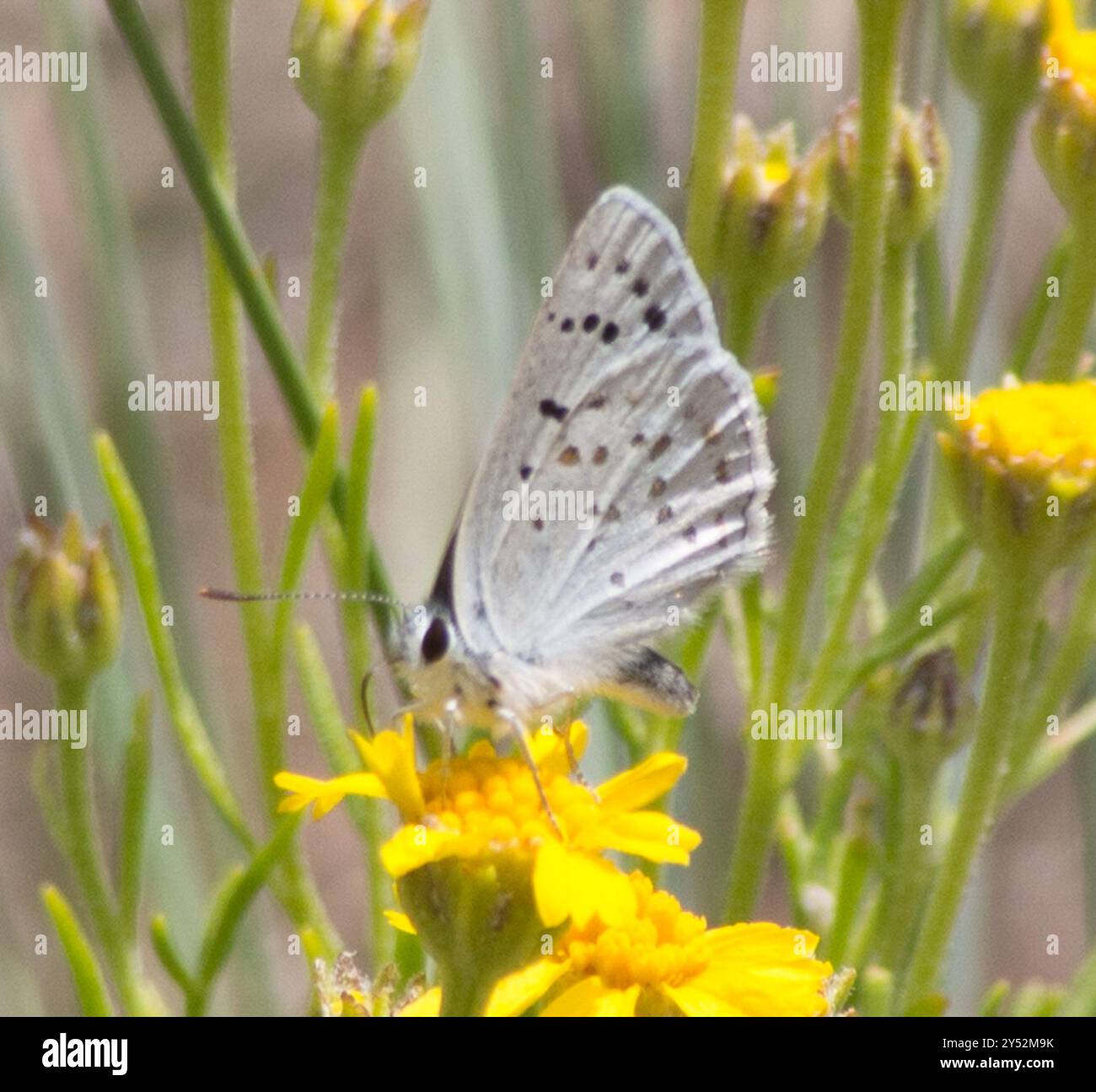 (Tharsalea heteronea gravenotata) Insecta Stock Photo - Alamy