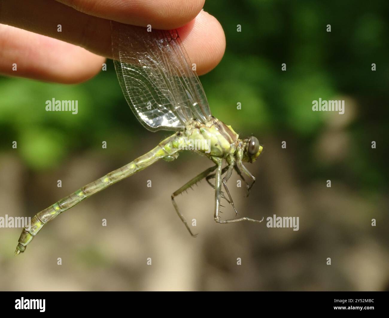 Black-shouldered Spinyleg (Dromogomphus spinosus) Insecta Stock Photo ...