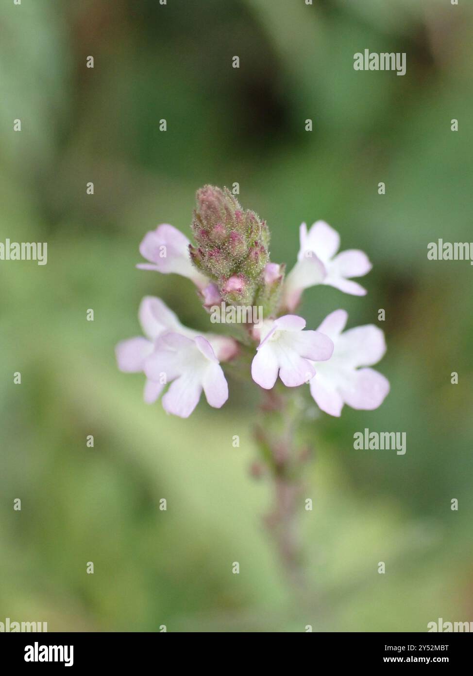 Common vervain (Verbena officinalis) Plantae Stock Photo - Alamy