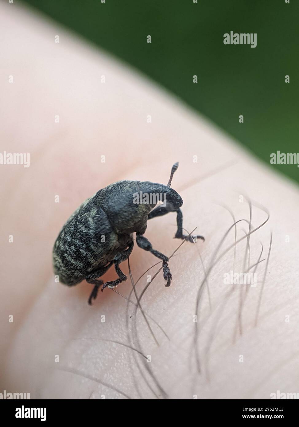 Blunt Knapweed Flower Weevil (Larinus obtusus) Insecta Stock Photo - Alamy