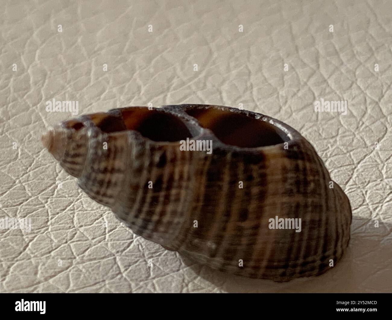 Eastern Mudsnail (Ilyanassa obsoleta) Mollusca Stock Photo - Alamy